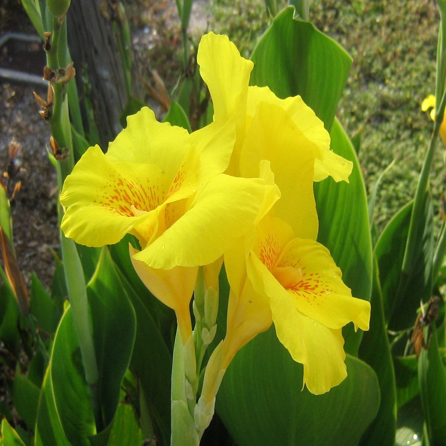 Amazon.com : Mainam Canna Lily Glauca Pond Plant US Nursery Striking ...