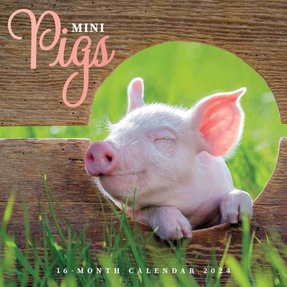 Buy Carousel s, Mini Pigs 2024 Wall Online at desertcartINDIA