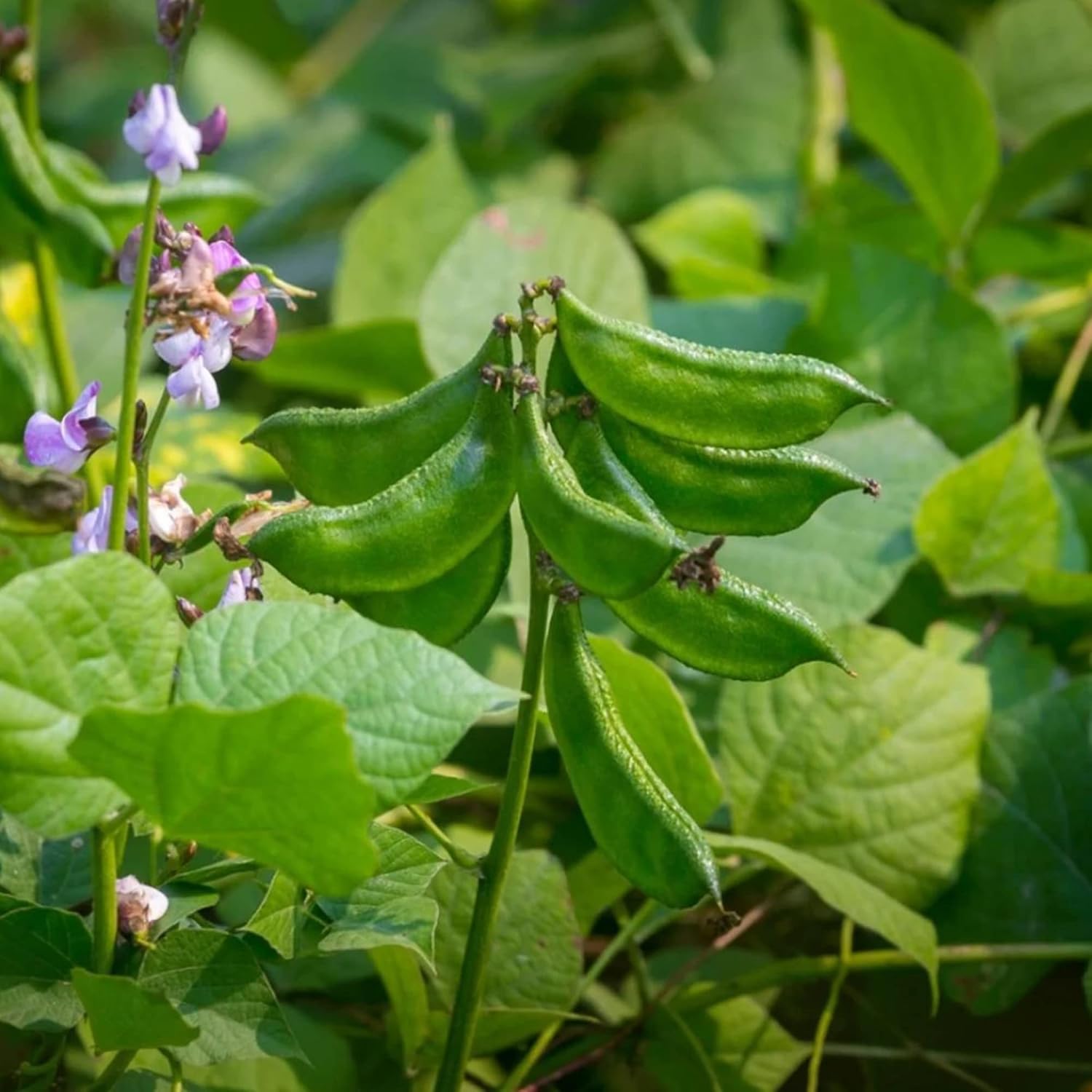 Amazon.com : Hyacinth Bean Seeds Lablab Purpureus Edible Beans Twining ...