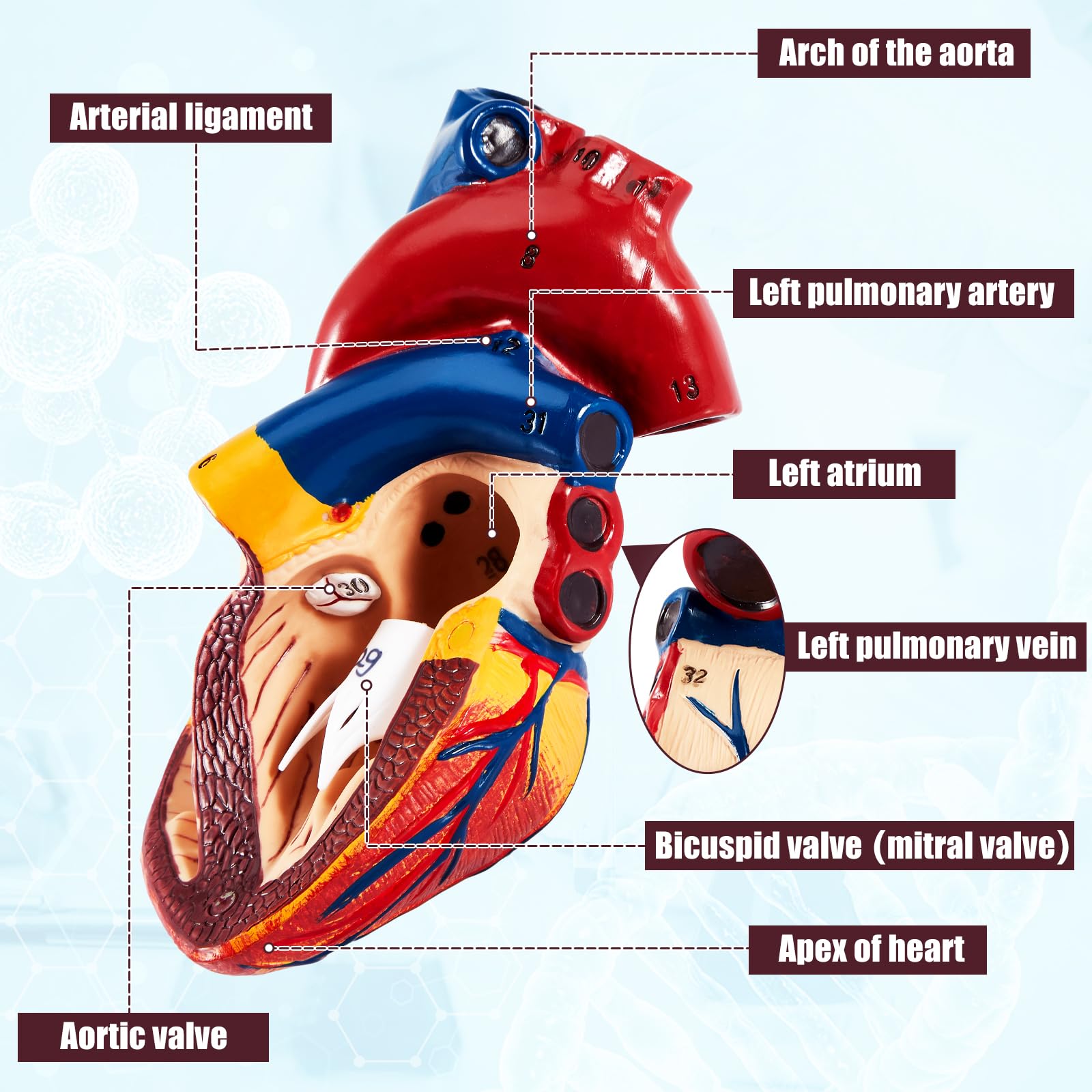 Snapklik.com : PRECIPETTE Human Heart Model, 2-Part Life Size ...