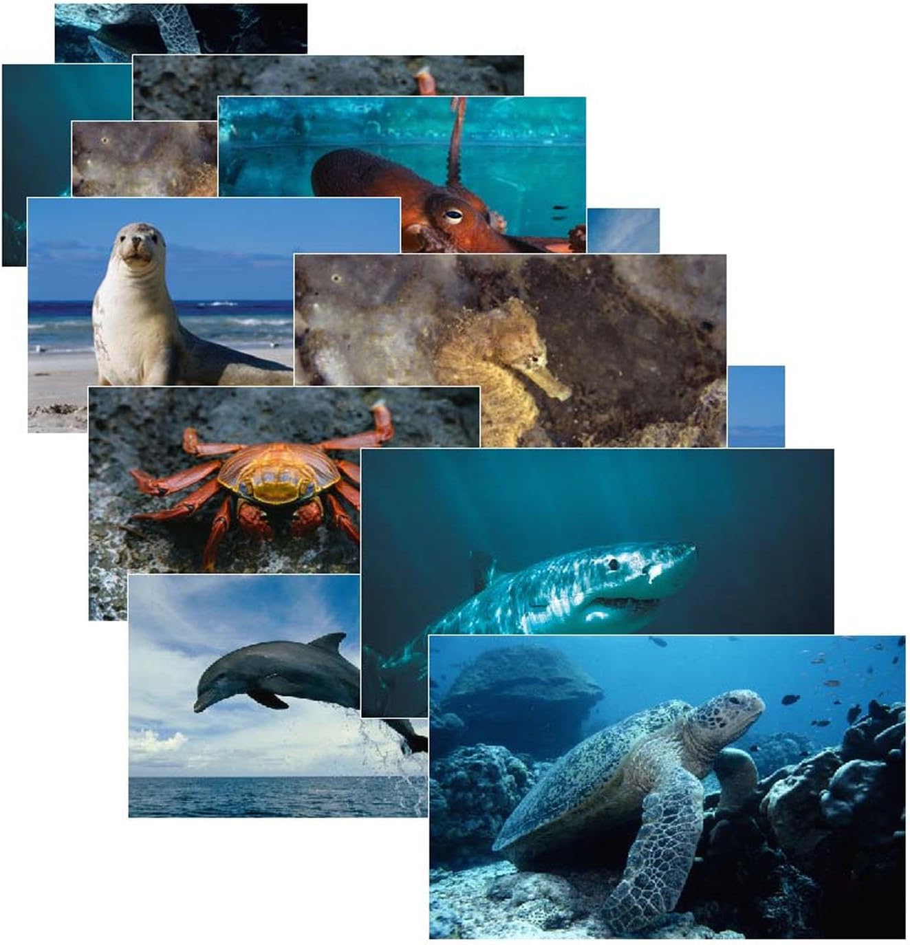 Stages Learning Sea Life Posters, 14 Real Photo Images, Multicolor ...