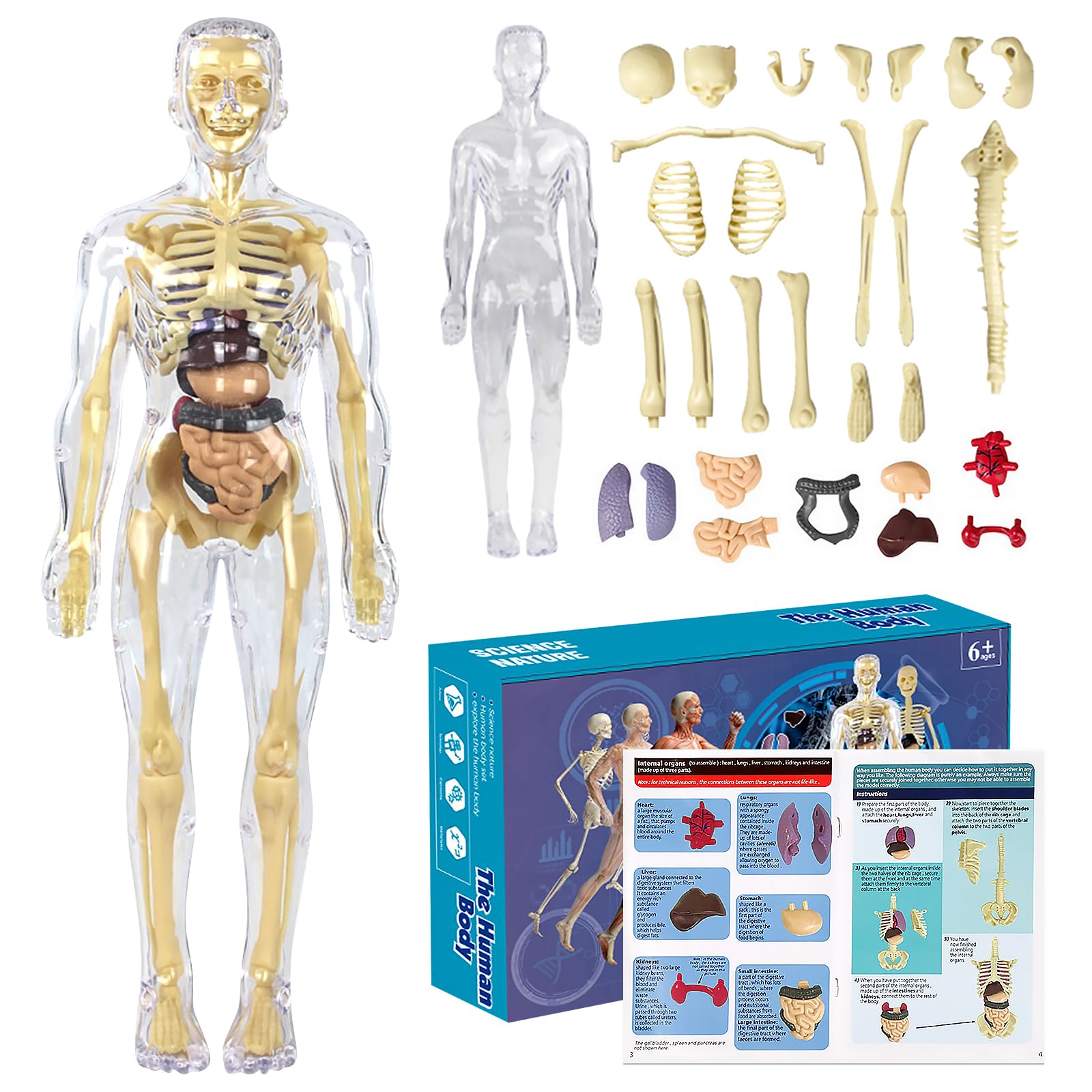 Menneskekroppens Anatomi For Barn Menneskets Indre Organer. Mave Og