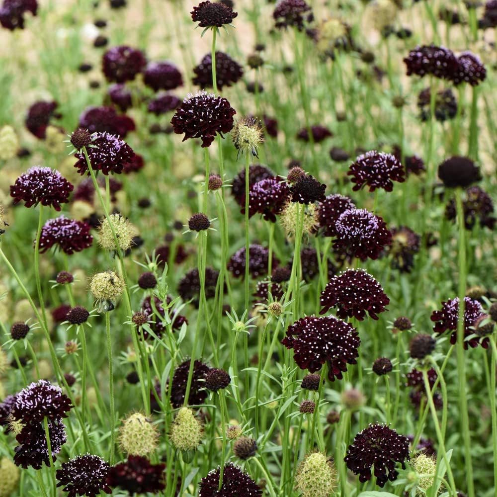 Scabious Seeds UK 'Ace of Spades' Scabiosa atropurpurea Pincushion ...