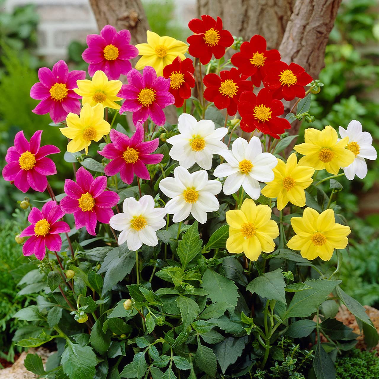 Live Green Dahlia Single Flower Seeds for Winter Season - Qty 30 Seeds ...