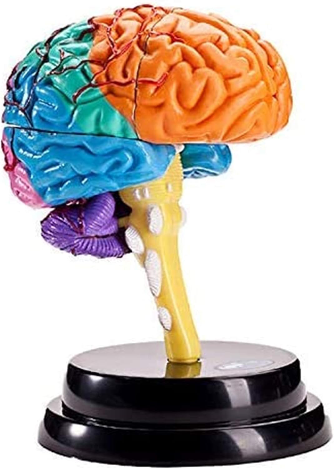 Amazon.com: Human Brain Anatomy Model - Human Organ Anatomical Model ...