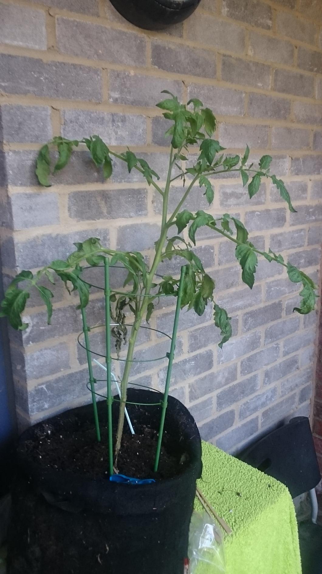 Silverline 240028 Plant Support 3 Ring, Green, 450 mm : Amazon.co.uk ...