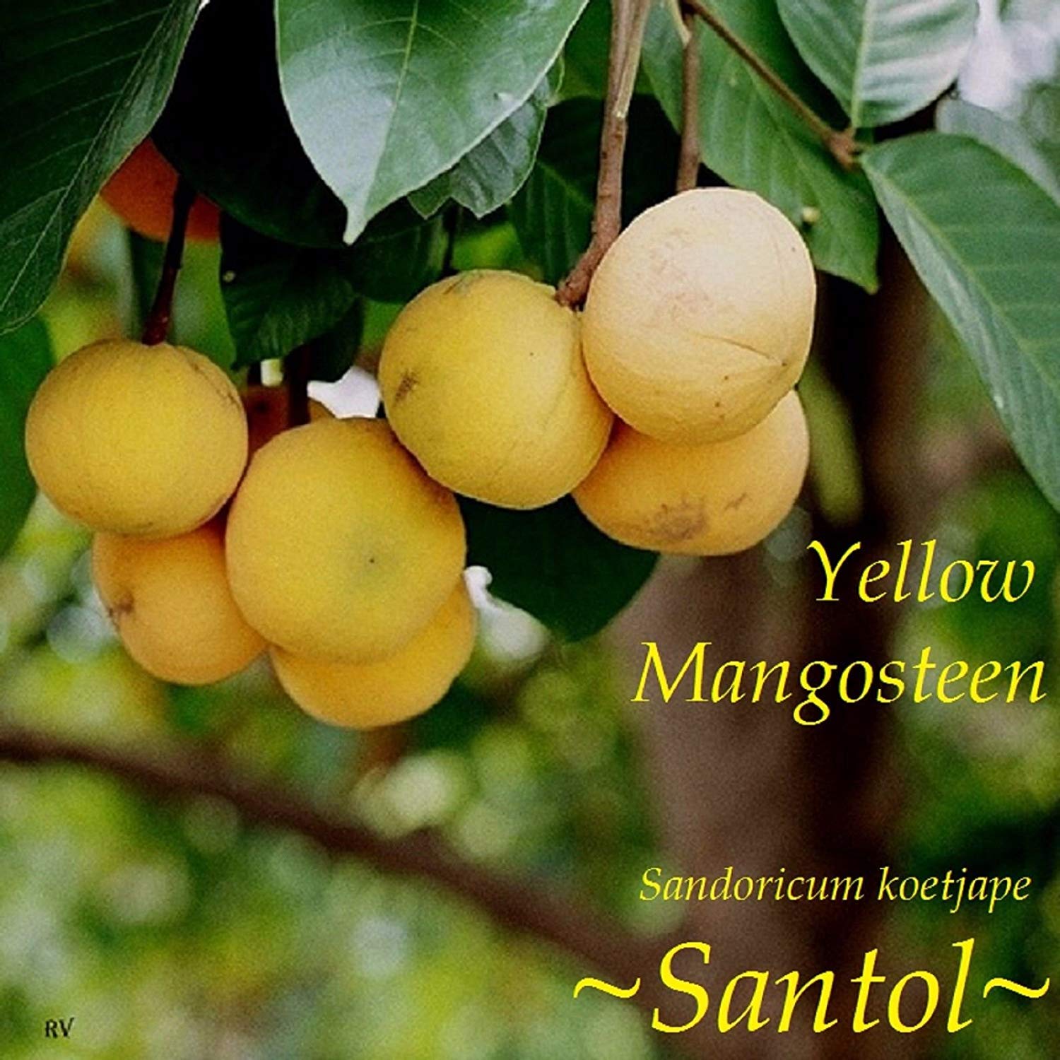 Santol Fruit