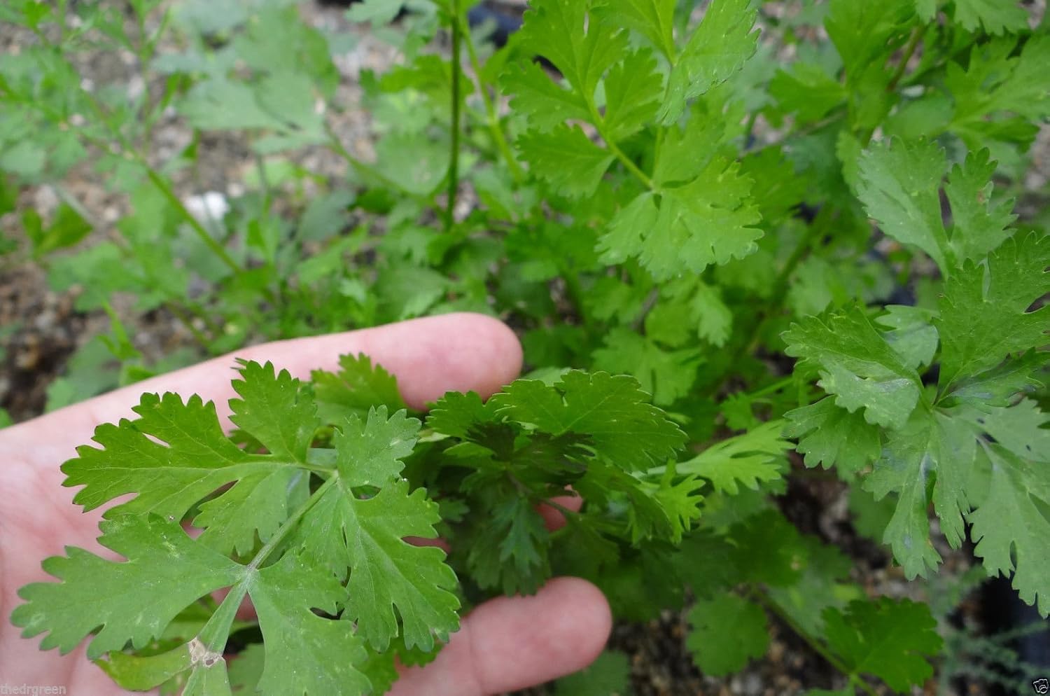 Amazon.com : 25 Seeds Organic Heirloom Cilantro Coriander, Coriandrum ...
