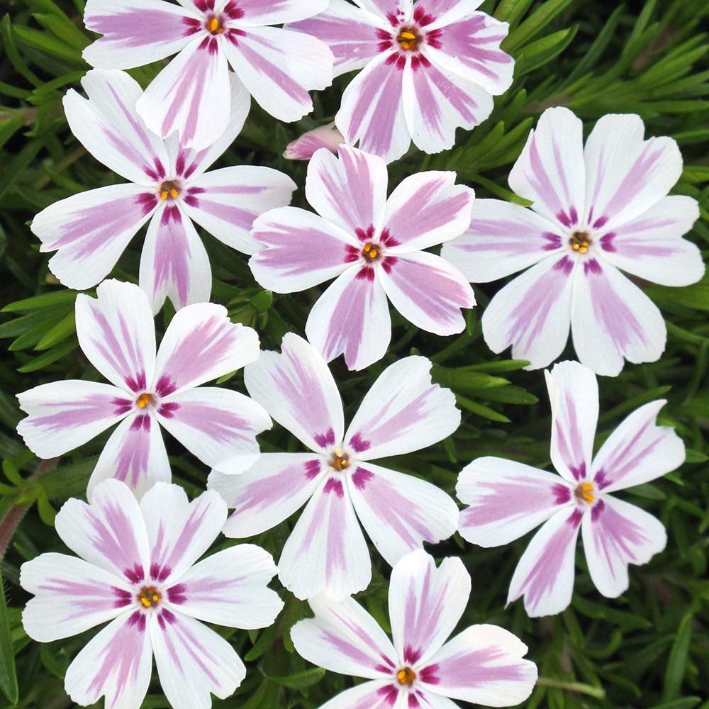 Phlox Plug Plants. 'Candy Stripes'. White & Pink Perennial Flowers ...
