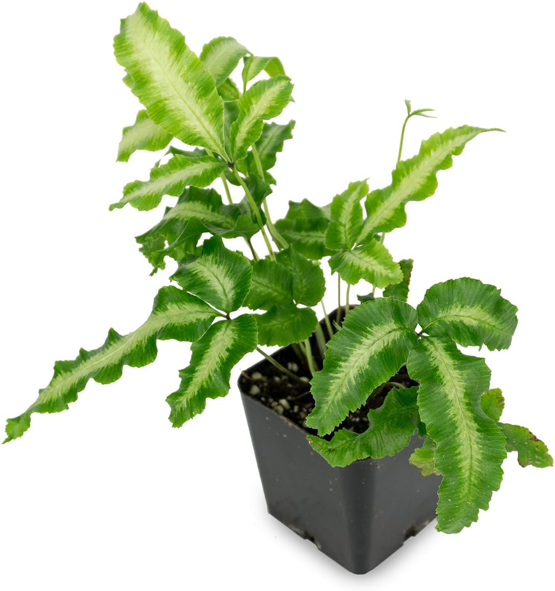 Amazon.com : Pteris cretica 'Albo-Lineata' - Silver Ribbon Fern : Patio ...