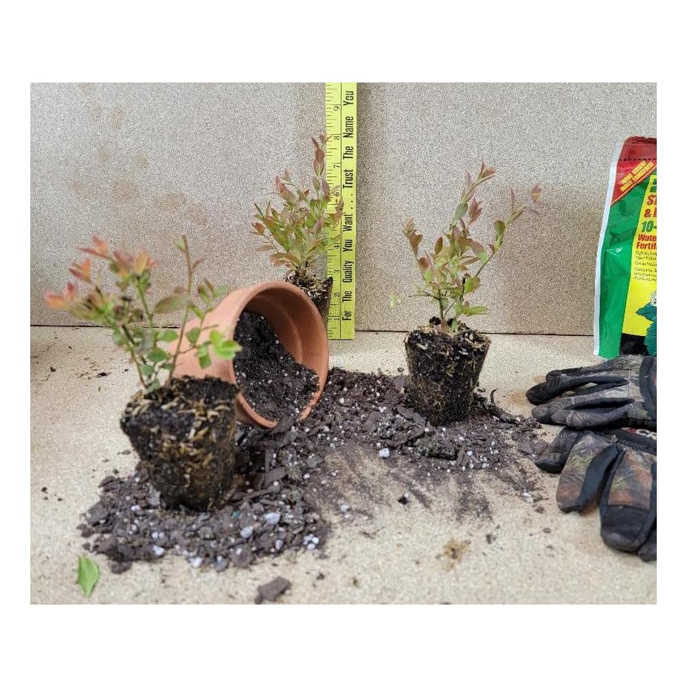 Buy 1 ) - Sunshine Blue Semi-Dwarf Blueberry - Starter Plant ( LG ...