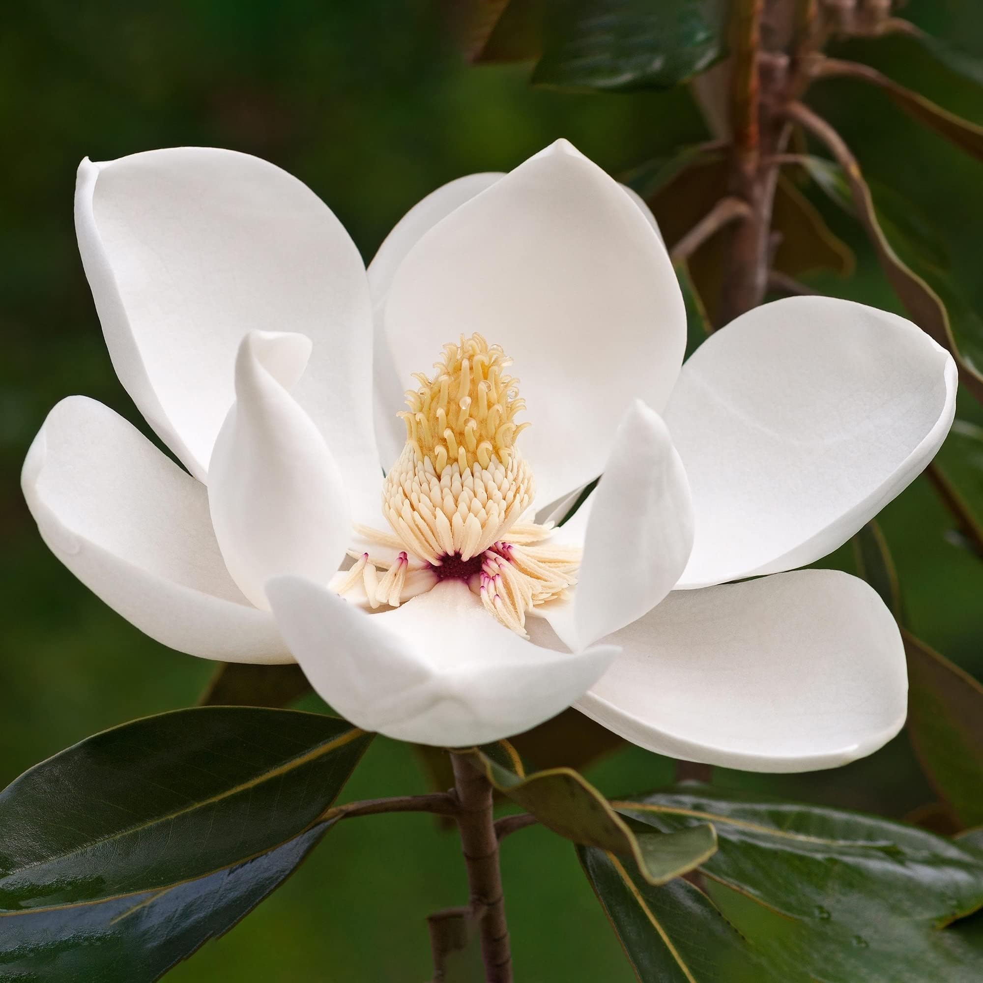 Amazon.com : Light Pink White Lily Magnolia Seeds Flower Tree Fragrant ...