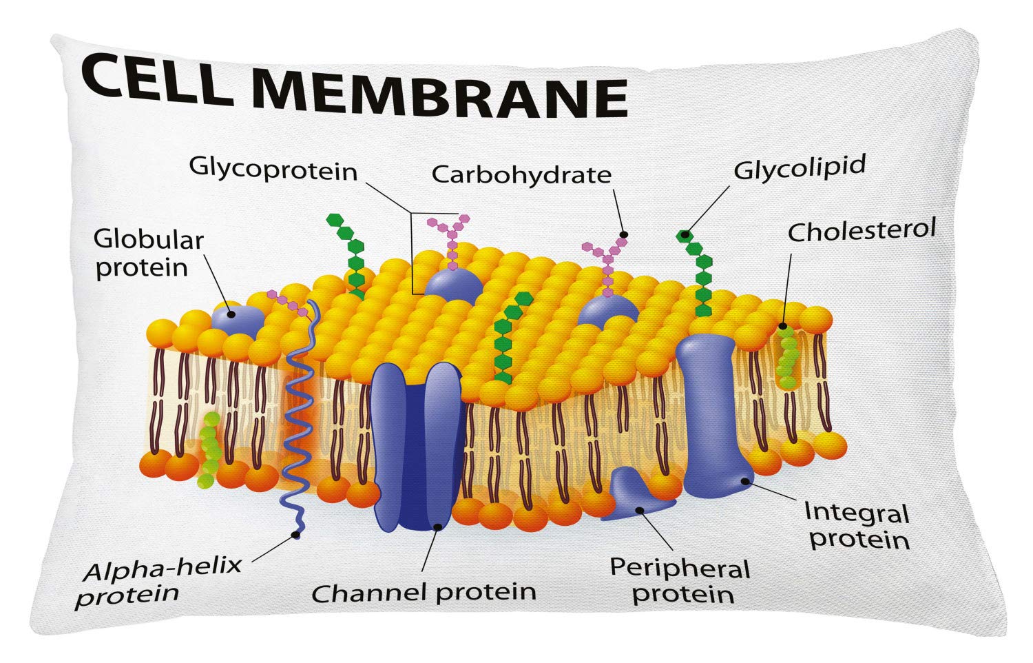Peripheral Proteins In Cell Membrane