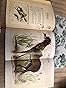 Buy Arthur Spiderwick's Field Guide to the Fantastical World Around You ...