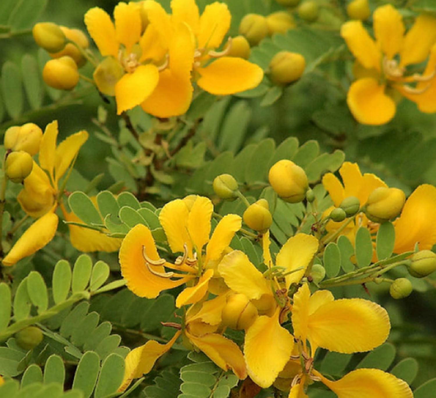 SS Naturals - Avaram Senna,Cassia auriculata,Tanner's Cassia, Tarwar ...