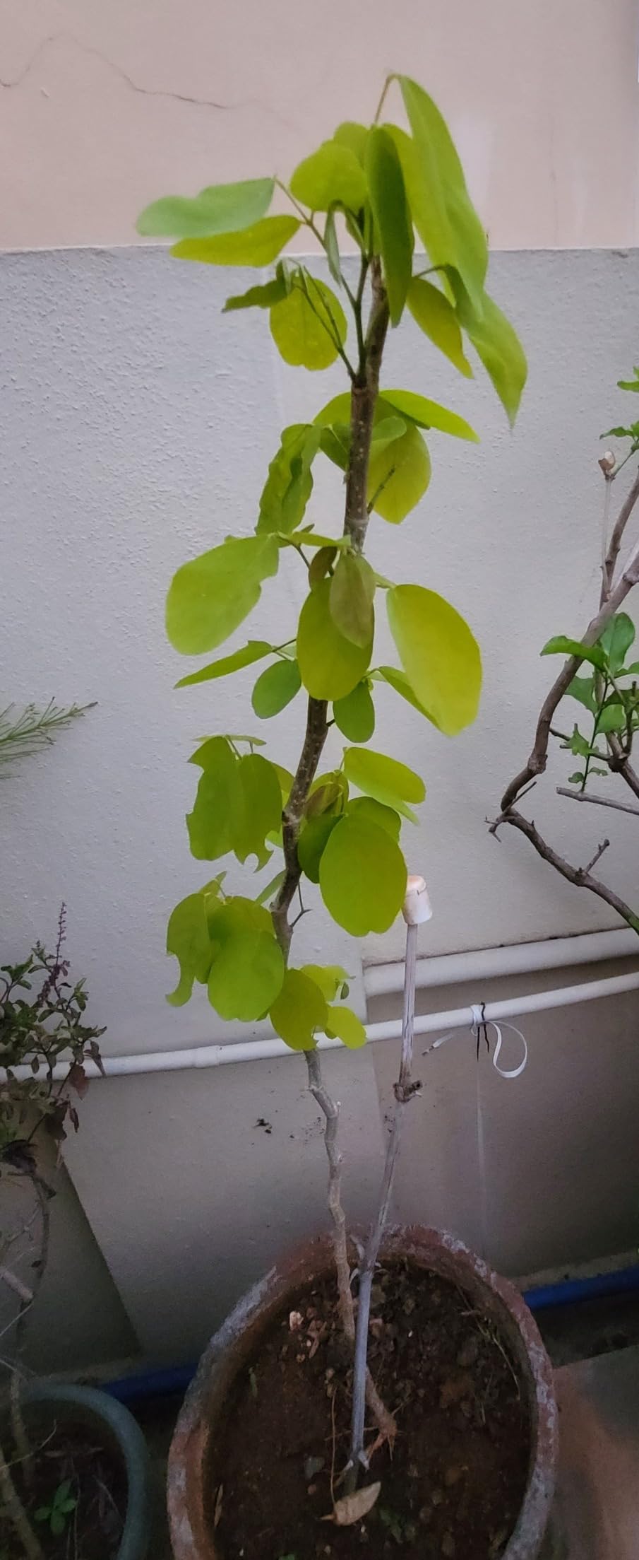 Hug A Plant | Golden Desmodium (Desmodium aureum) Ornamental Live Plant ...