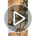 Amazon.com: Olive Tree 7 Ft Artificial Olive Tree Indoor 7ft Faux Tree ...