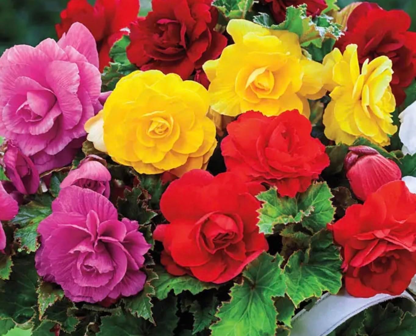 Amazon.com : Double Begonia Bulbs for Growing - Do Well Indoors or ...