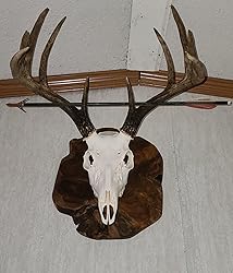 Amazon.com: Naturally Modern Teak Wood Slice, Board, Plate, Root, Hand ...