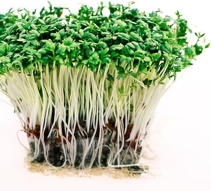 GROSEEDS - Vegetable Seeds, Cress - Common Cress, V-MIC-03, 36g (Approx ...