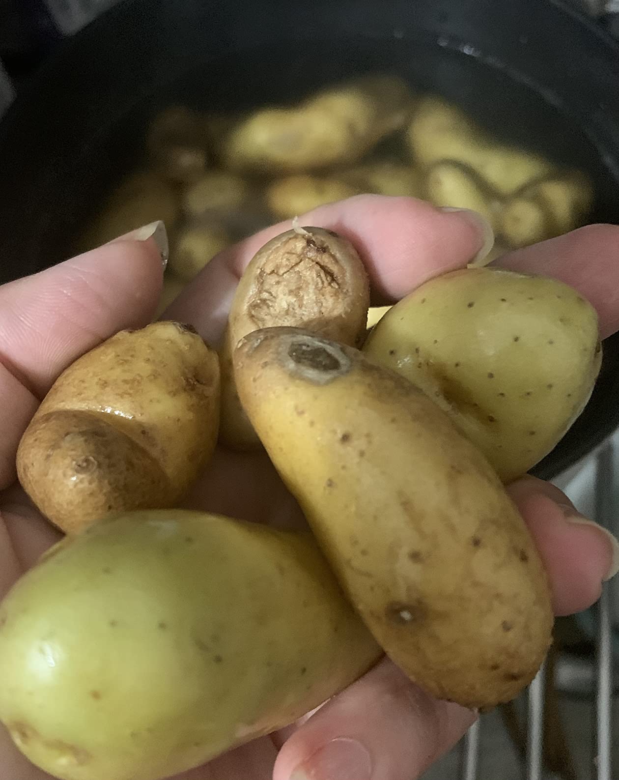 Amazon.com: Amazon Fresh Brand, Fingerling Potatoes, 1.5 Lb : Grocery ...