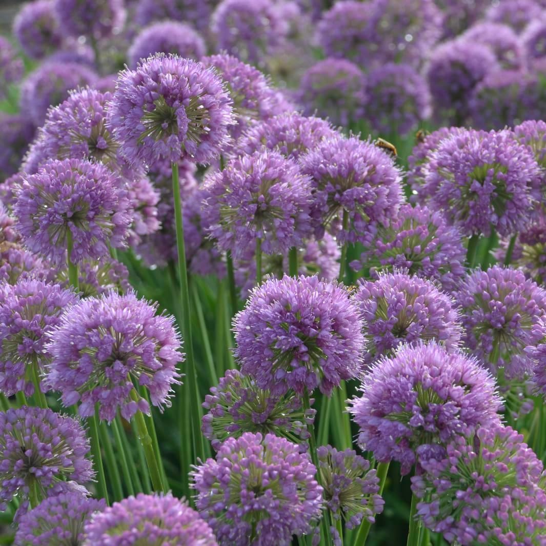 Amazon.com : Live Plant from Green Promise Farms - Proven Winners ...