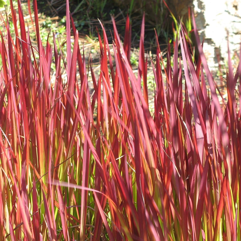Imperata cylindrica Red Baron - 1 plant : Amazon.co.uk: Garden