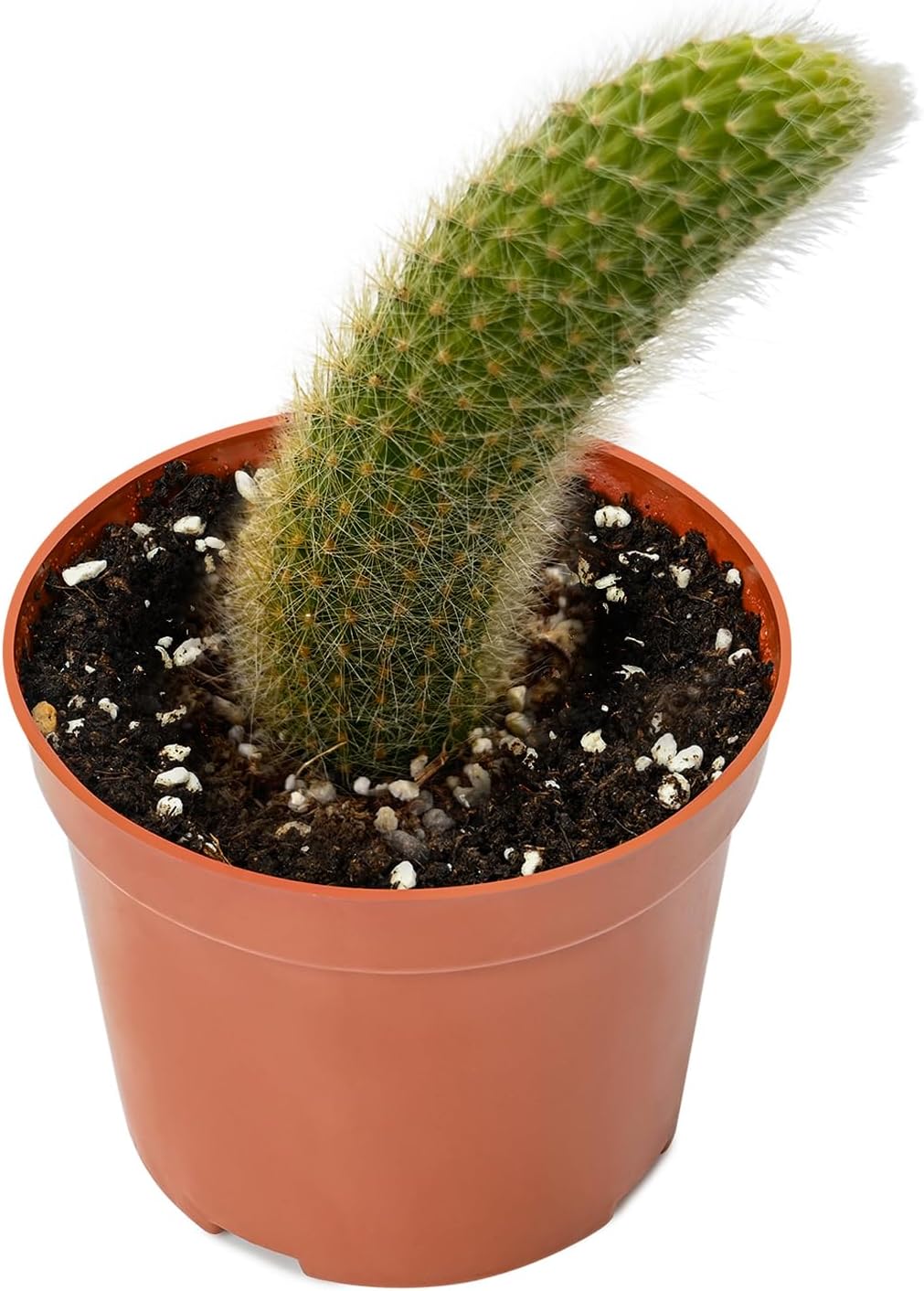 Amazon.com : Trailing Monkey Tail Cactus Plants Live, Monkeys Tail ...