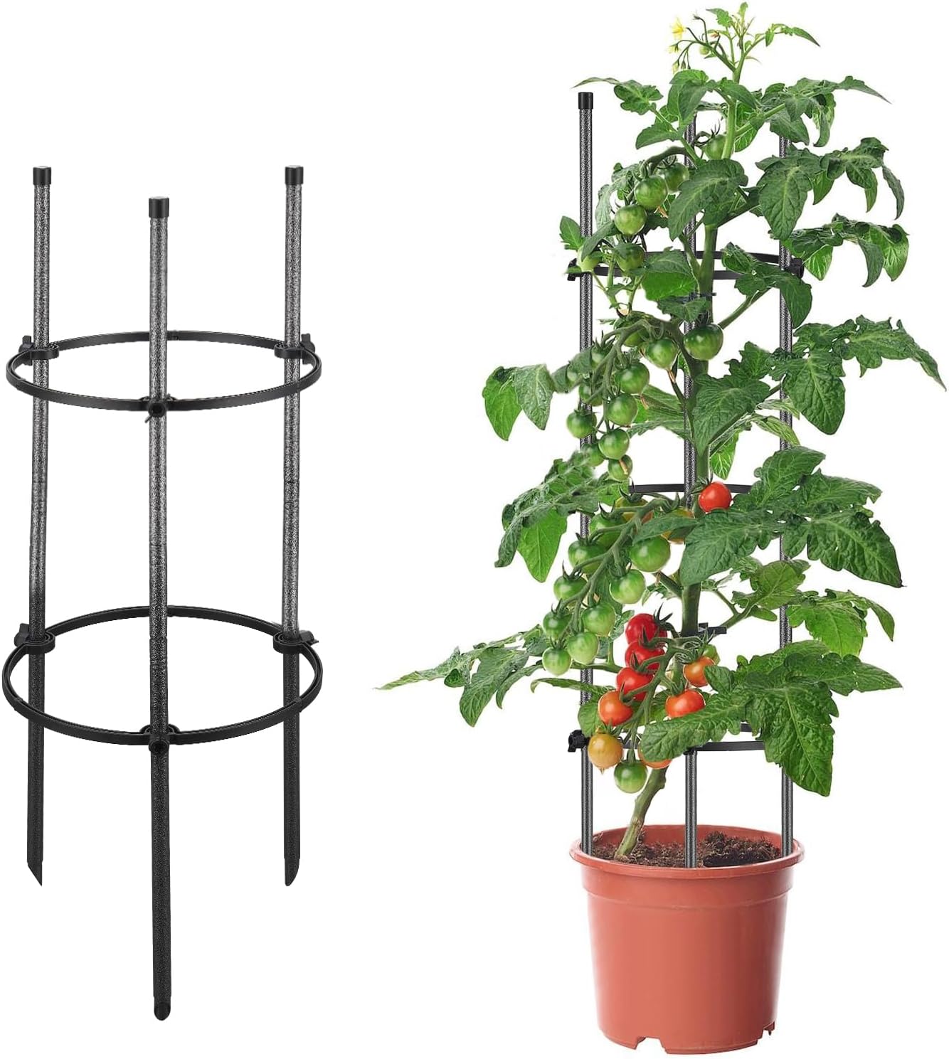 Amazon.com : Tomato Cage, 31" Tall Garden Trellis to Support Plant ...
