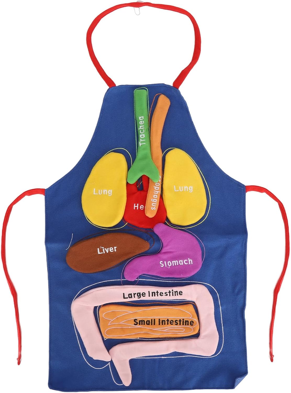 Amazon.com: 3D Organ Apron, Human Body Organs Apron Awareness ...