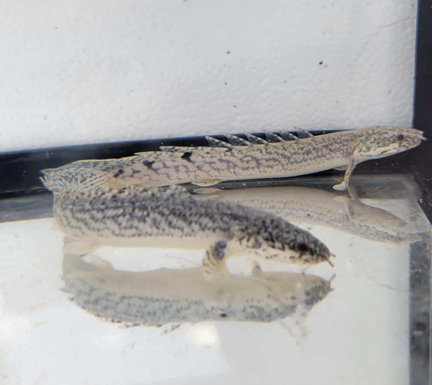 Amazon.com : Quinn's Fins Armoured Bichir- Polypterus Bichir delhezi ...