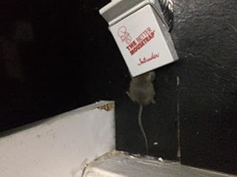 Amazon.com : Tomcat Mouse Attractant Gel, 1 oz. : Rodent Traps : Patio ...