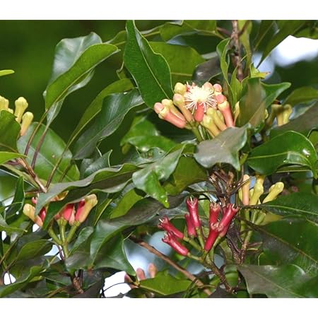 Buy Indiana Syzygium aromaticum Clove Laung Lawang Lavang Lavanga ...