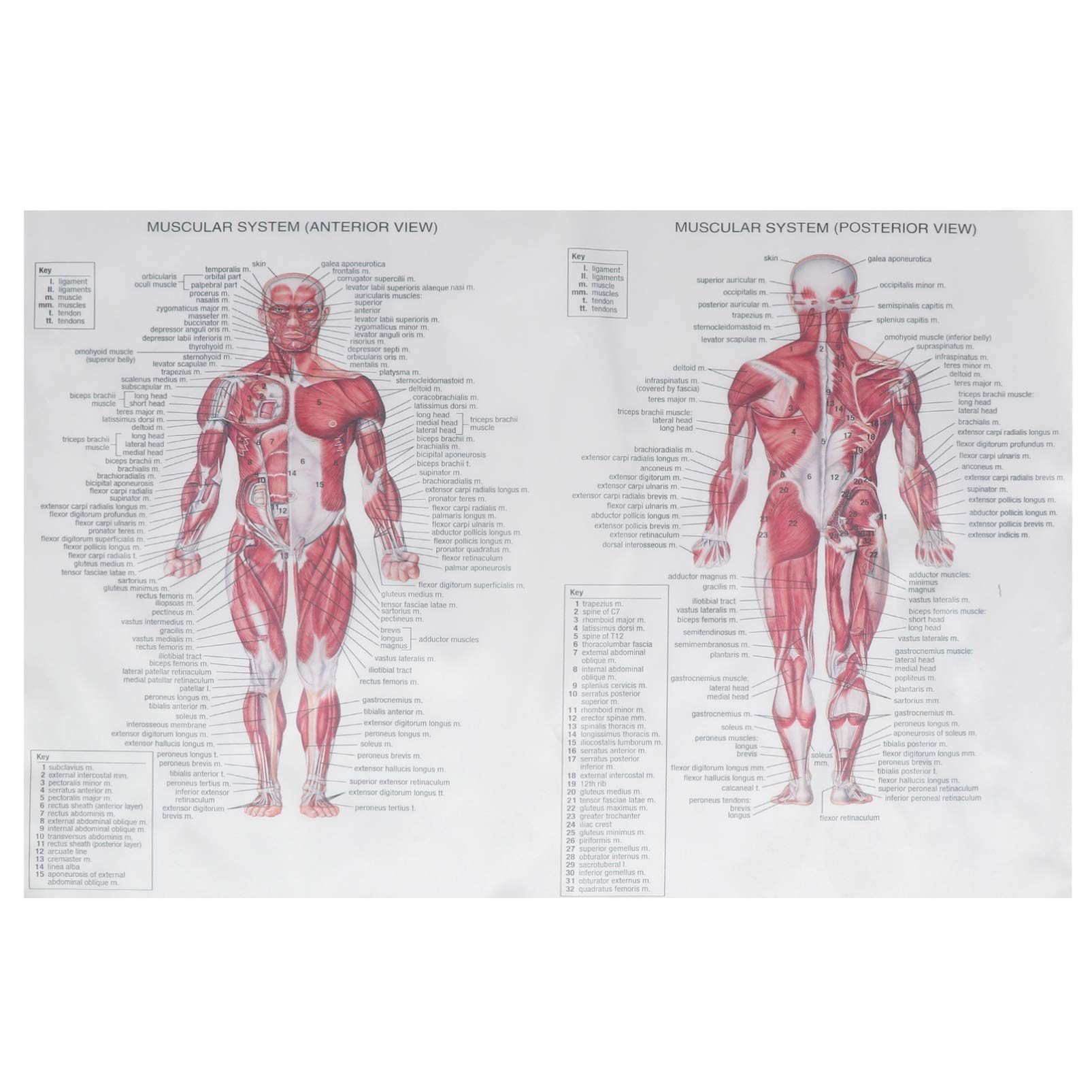 Poster Muscle Anatomy Chart Anatomy Prints Teaching Human Skeleton ...