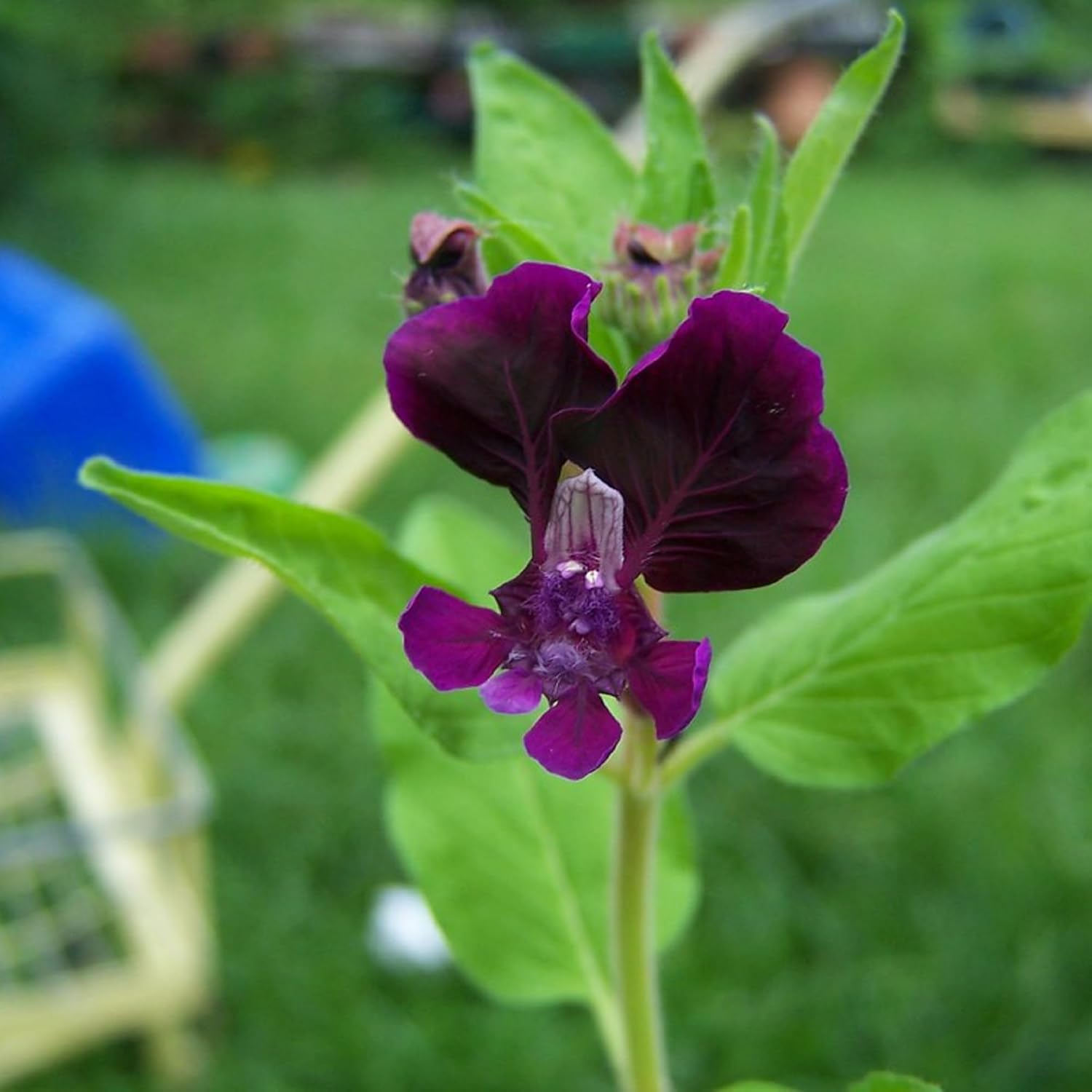 CHUXAY GARDEN Cuphea ‘Purple Passion’ Seed 250 Semillas Planta Perenne ...