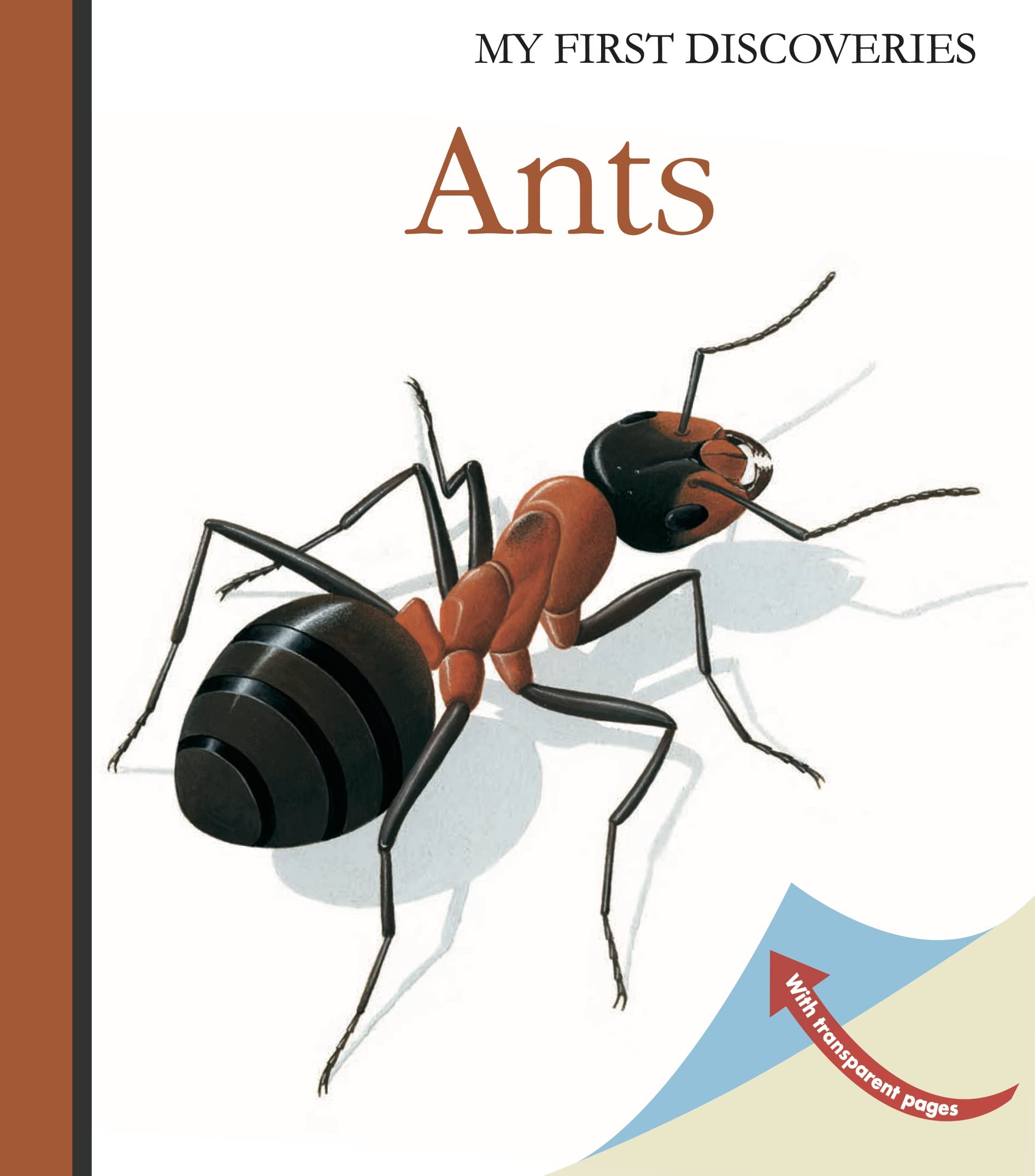 Ants (My First Discoveries): Mettler, Rene: 9781851034321: Amazon.com ...