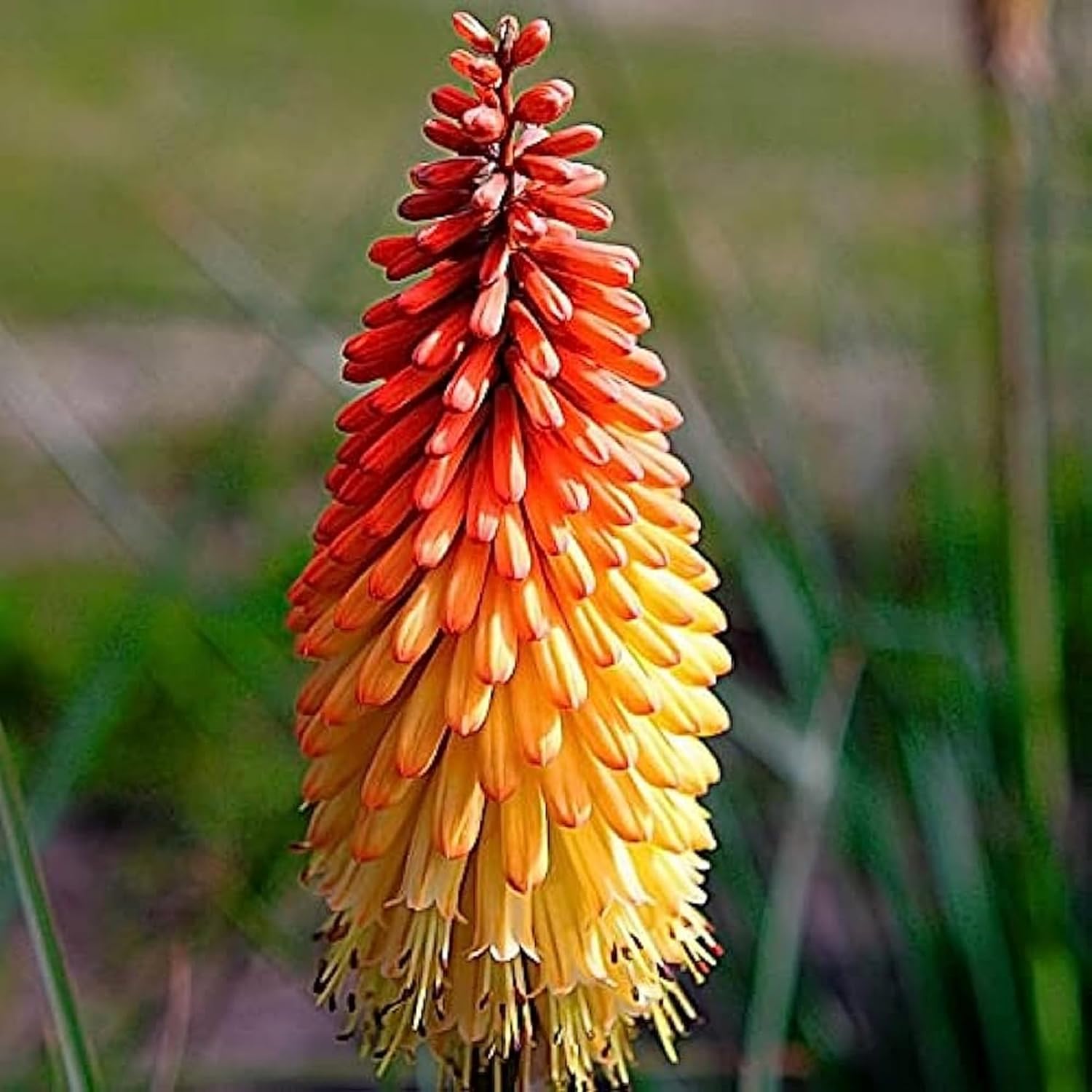 Amazon.com : CHUXAY GARDEN Red Hot Poker Flowers Seed 50 Seeds Beauty ...