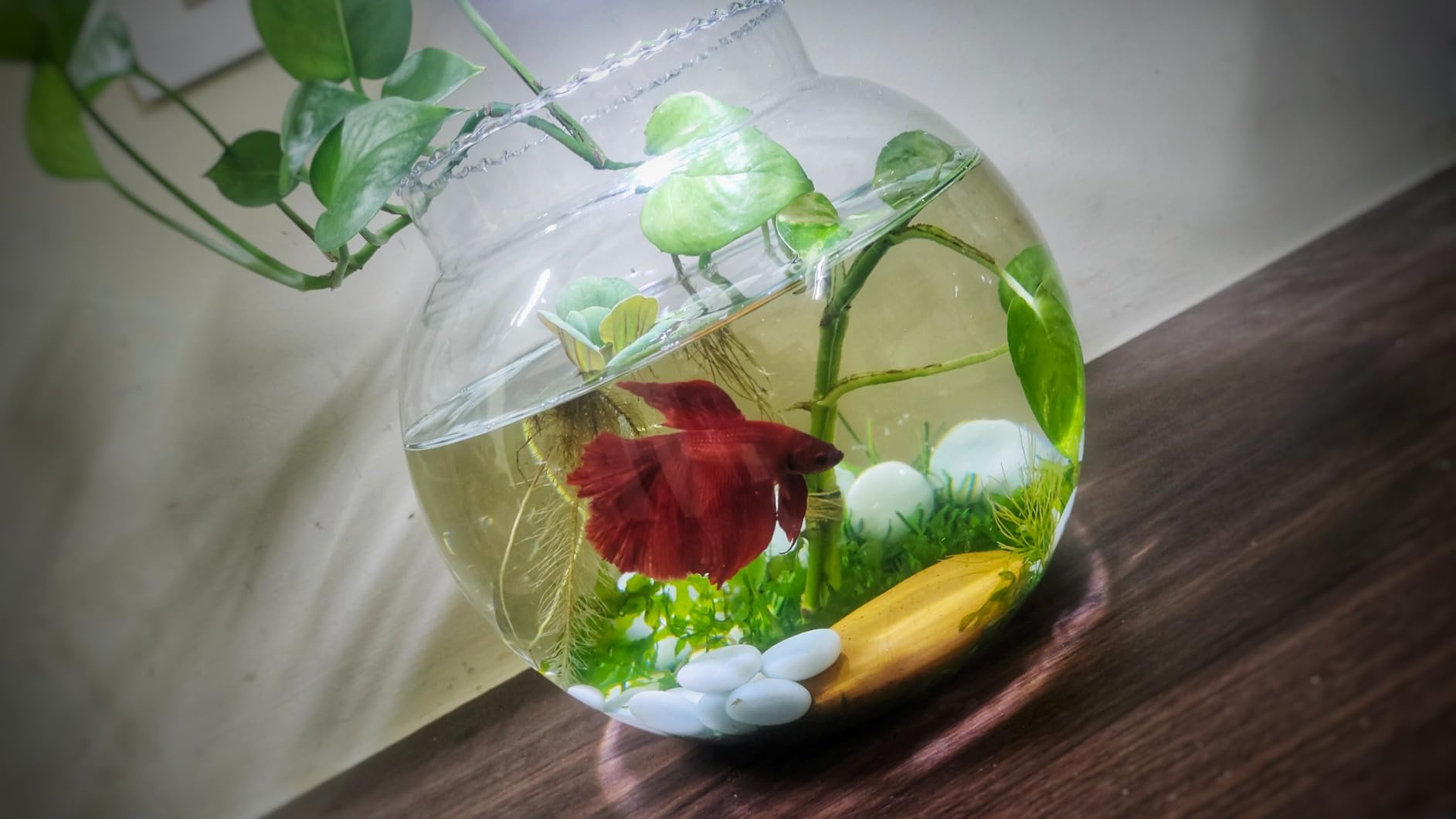 URBAN MOON Crystal Clear Zig Zag Neck Bowl Aquarium, Round Collar Vase ...