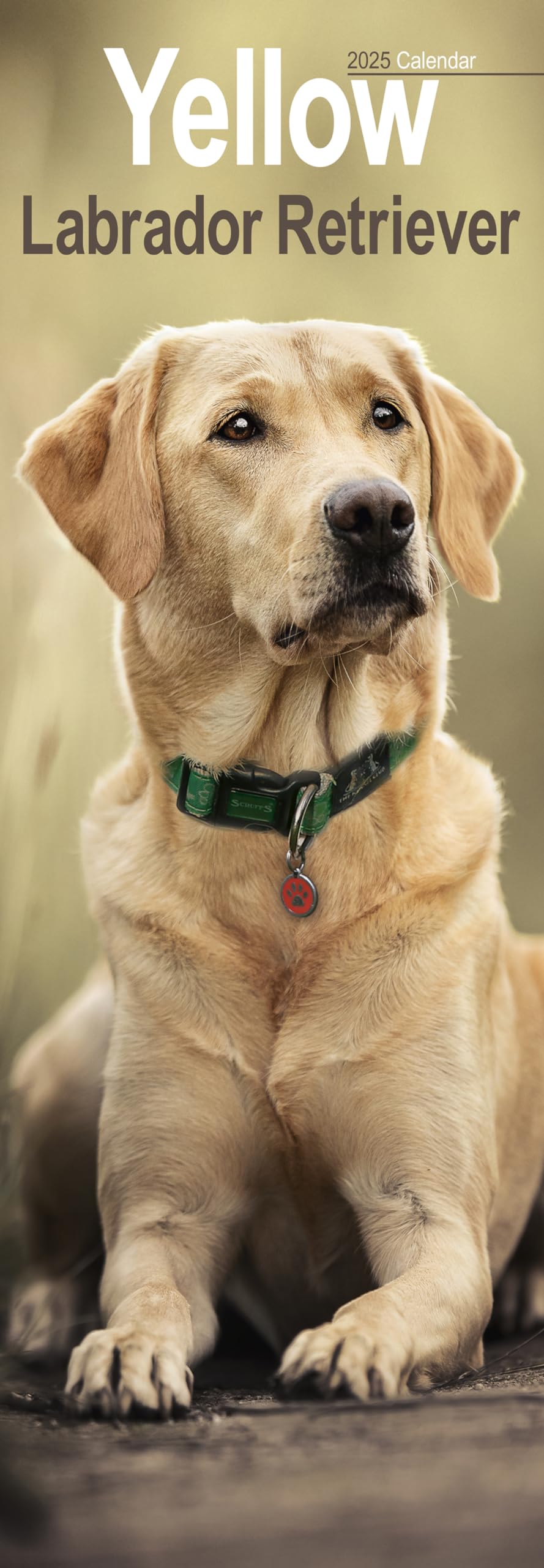 Yellow Labrador Slim 2025 Slimline Wall Calendar | Dog Breed Calendar ...