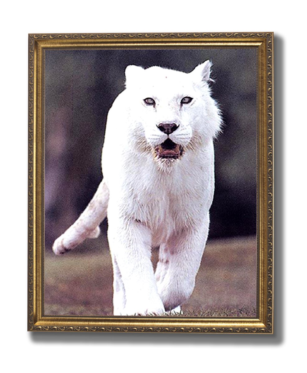 Pure White Tiger