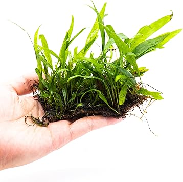 Amazon.com: Java Fern Live Aquarium Plants – Windelov, Narrow Leaf ...