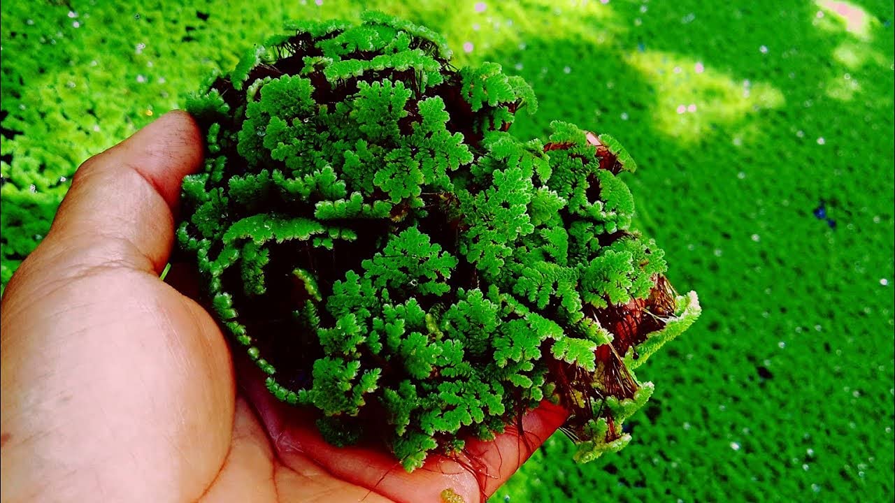 N.G.M.AGROCARE Azoll Floating Natural Aquatic/Water Caroliniana Fern ...