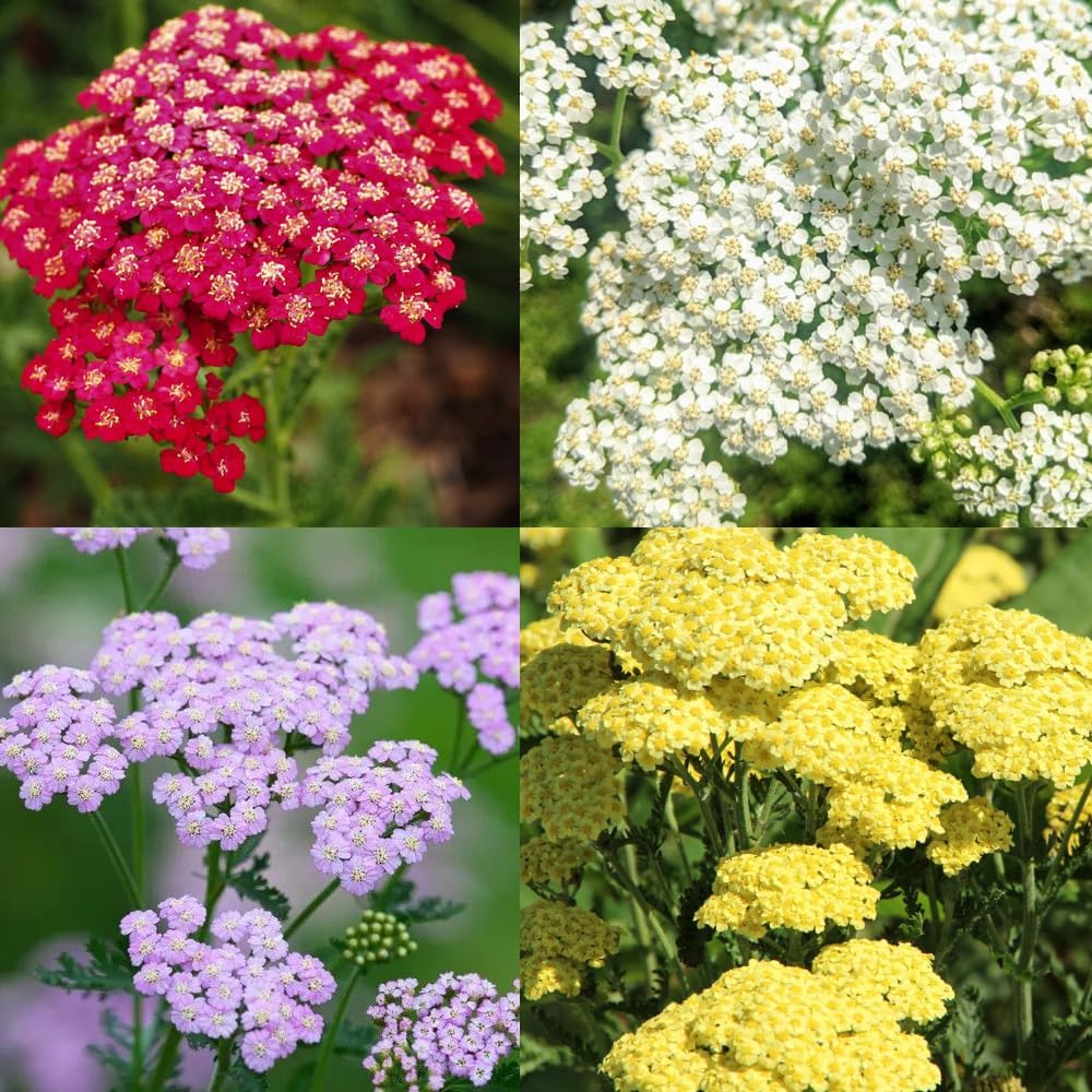 Amazon.com : 1000+Perennial Mixed Yarrow Flowers Seeds for Planting ...