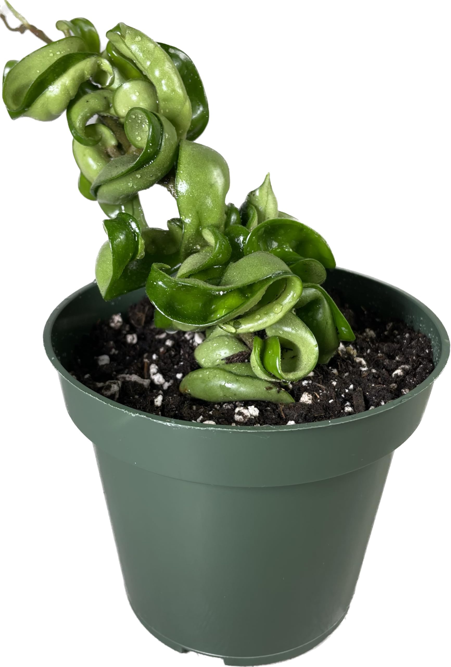 Amazon.com : Hoya Compacta in 4" Pot aka Hoya Hindu Rope Plant or Hoya ...