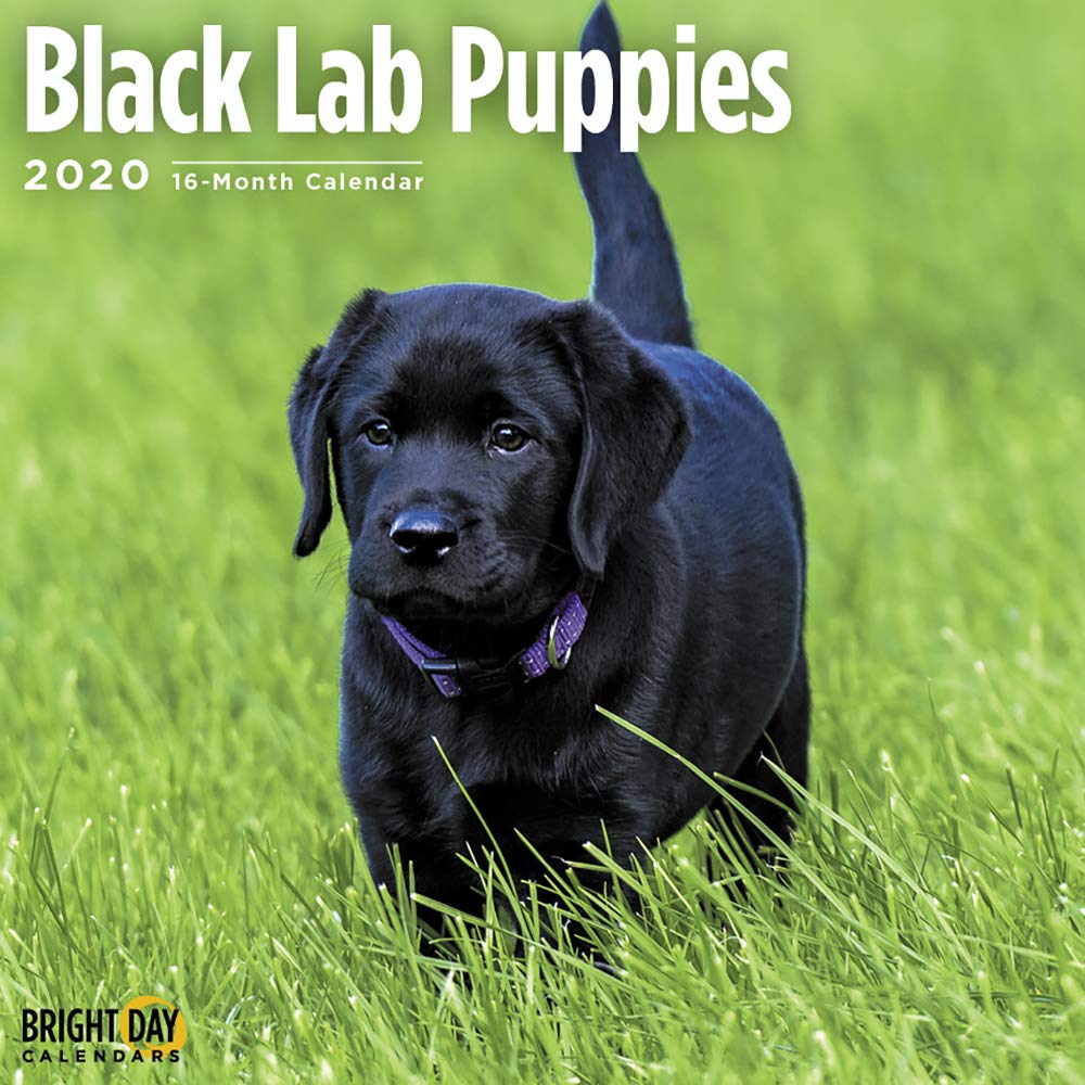 Black Lab Dog Puppy
