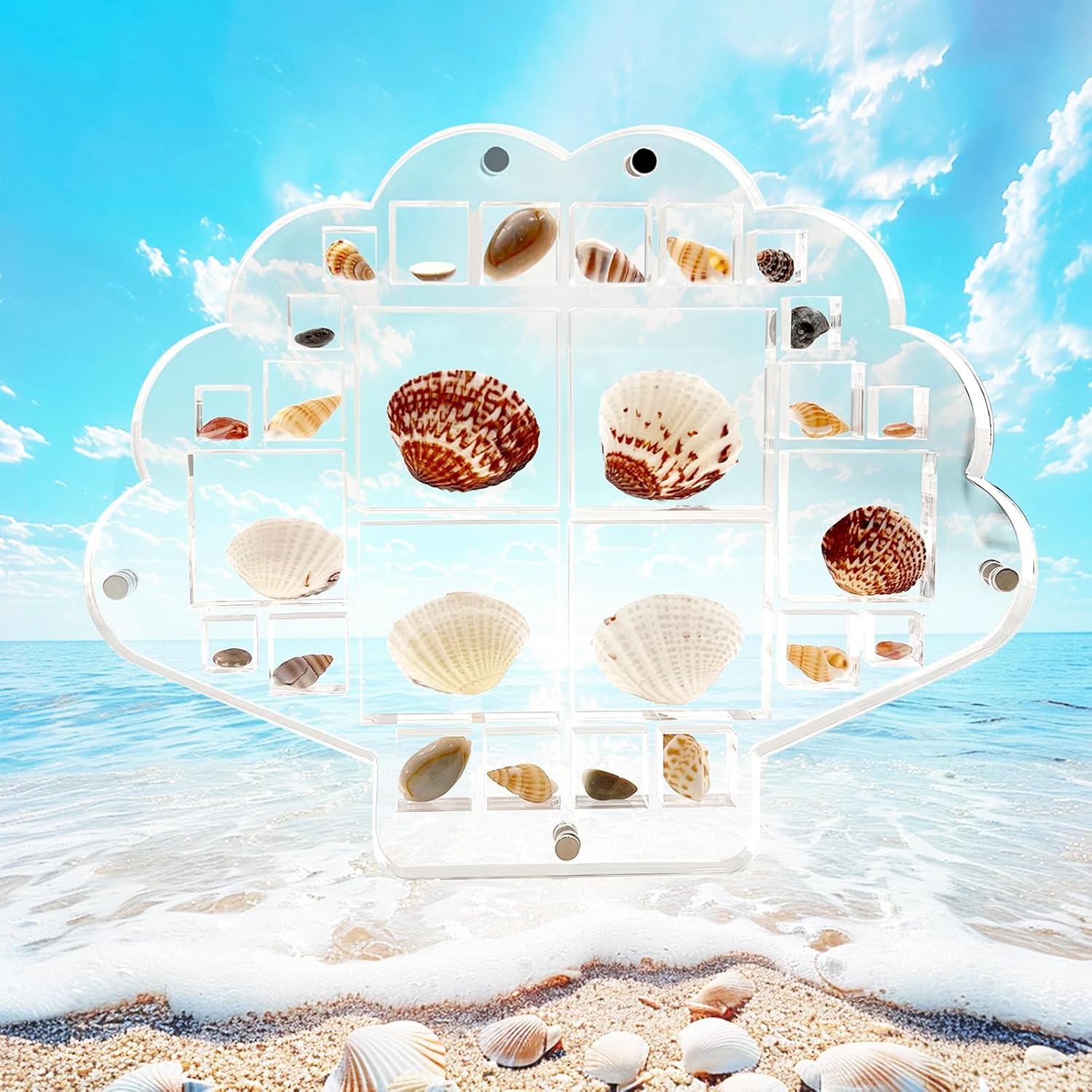 Amazon.com: SNAIL GARDEN Acrylic Magnetic Sea Shell Display Box,Tiny ...