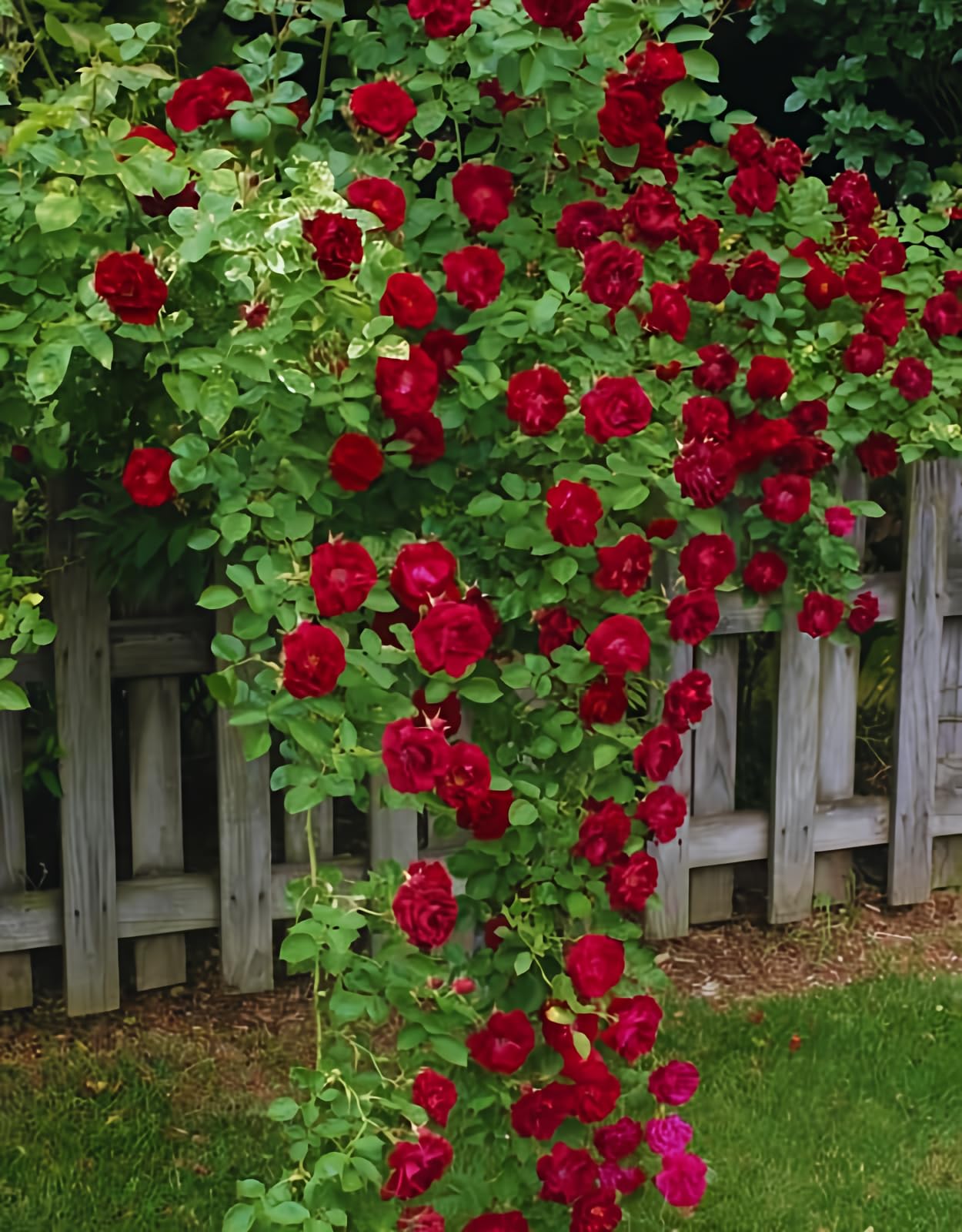 Amazon.com : Don Juan Rose Bush Live Starter Plant, Fragrant Red Rose ...