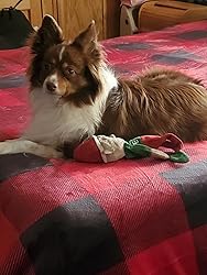 Amazon.com: Amazon Store Card