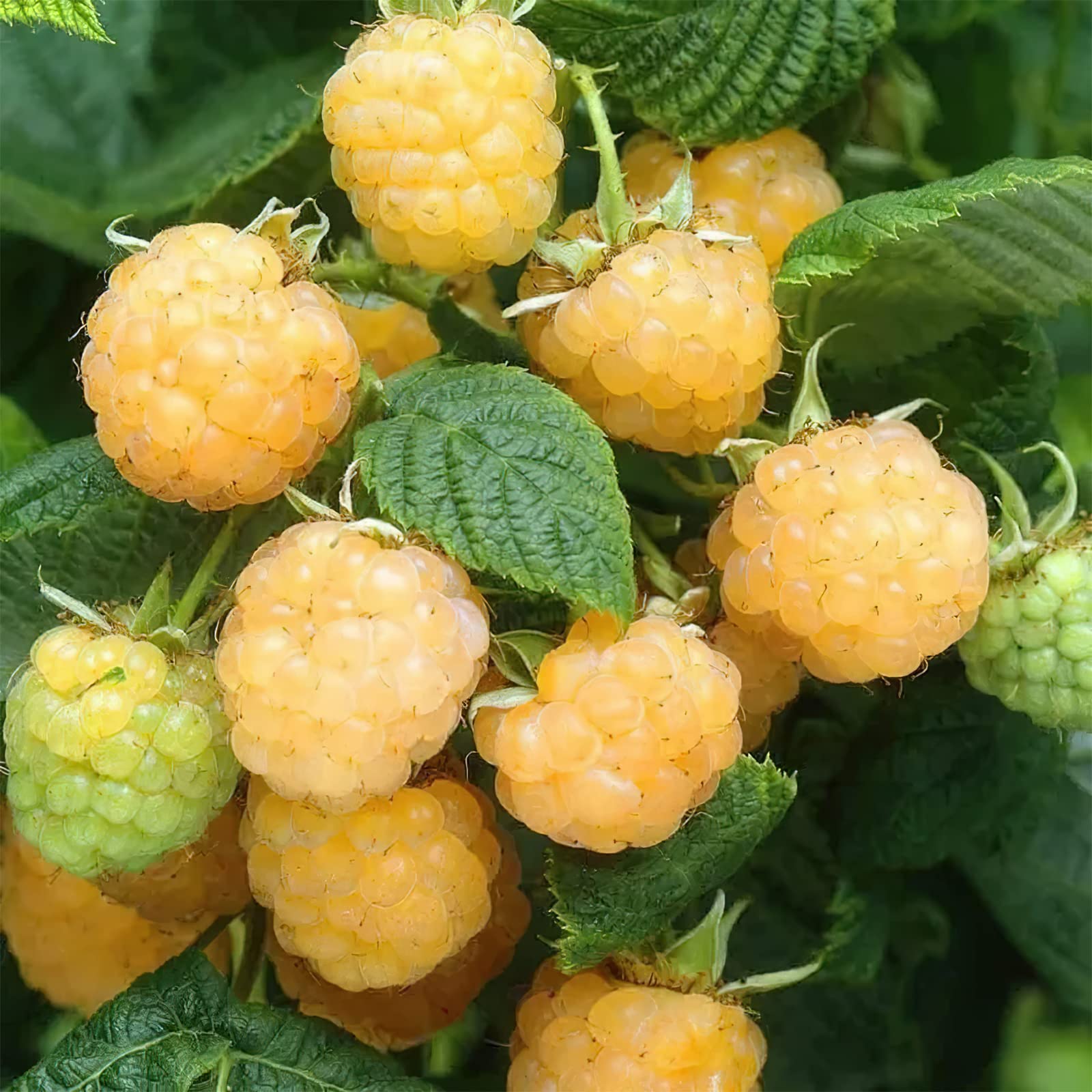 Golden Raspberry