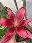 Amazon.com : Asiatic Lily Bulbs - Starlette - 5 Bulbs - Red/Orange ...